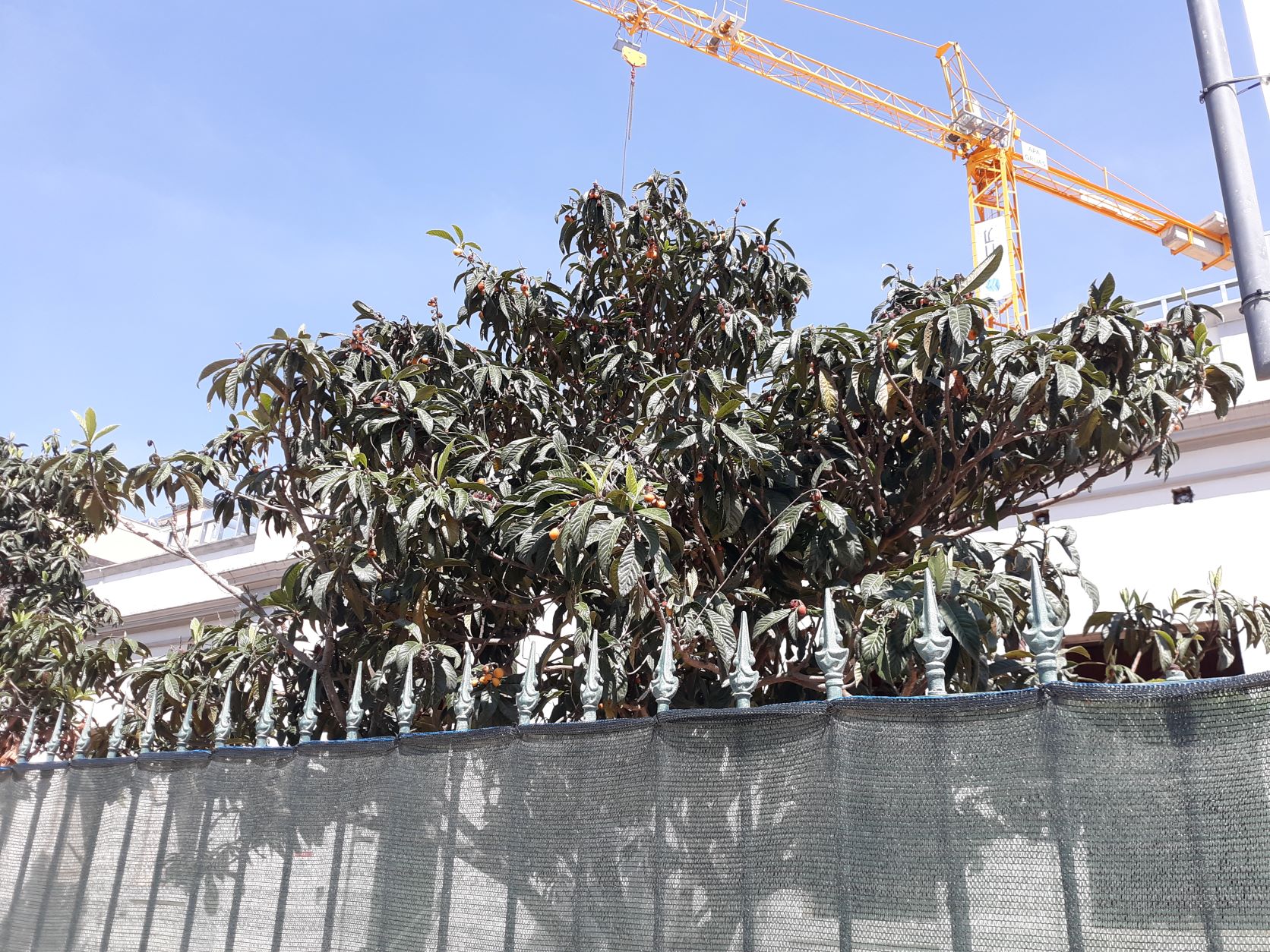 Portugal’s Nêspera fruit – Destination Eat Drink – The Travel Site for ...